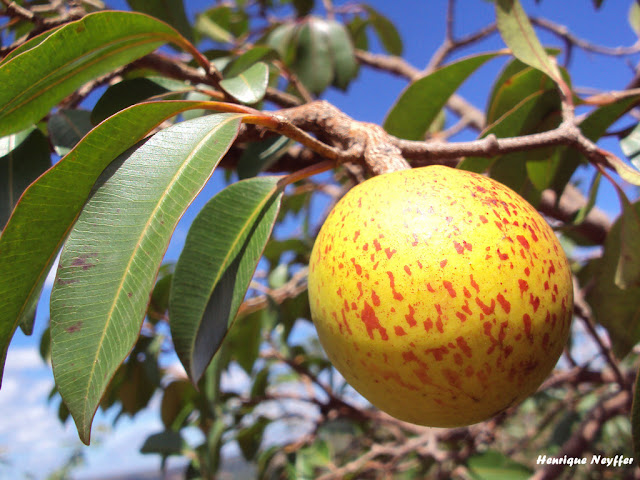 Mangaba - Hancornia speciosa