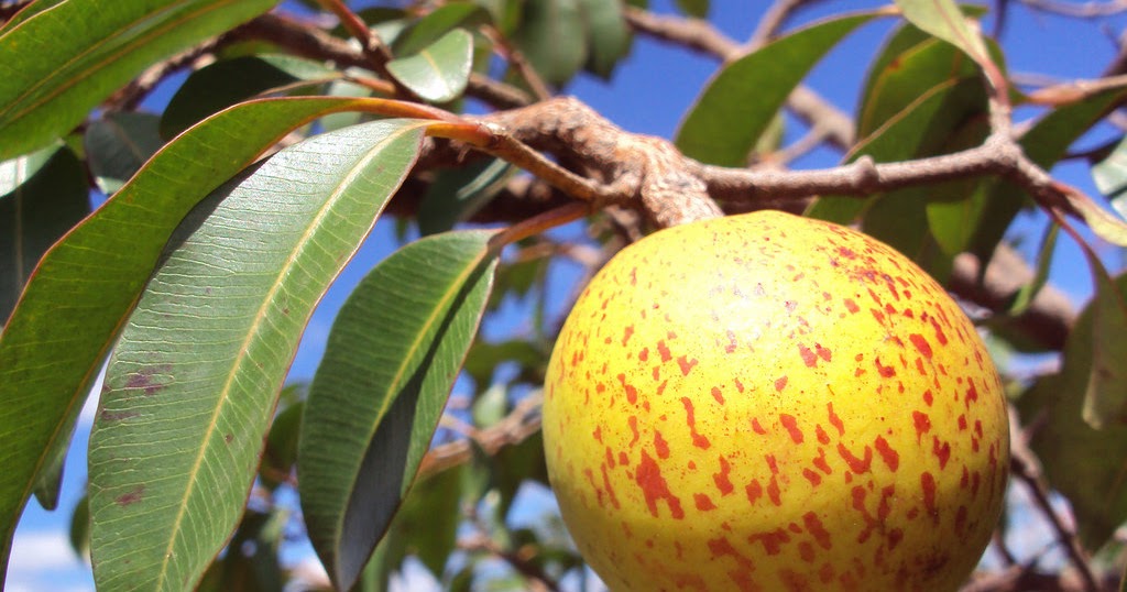 Mangaba - Hancornia speciosa