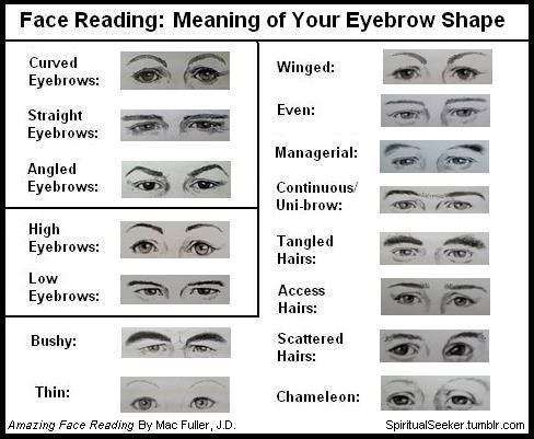 Ann's Blog : Face Reading: What Your Eyebrow Shape Means