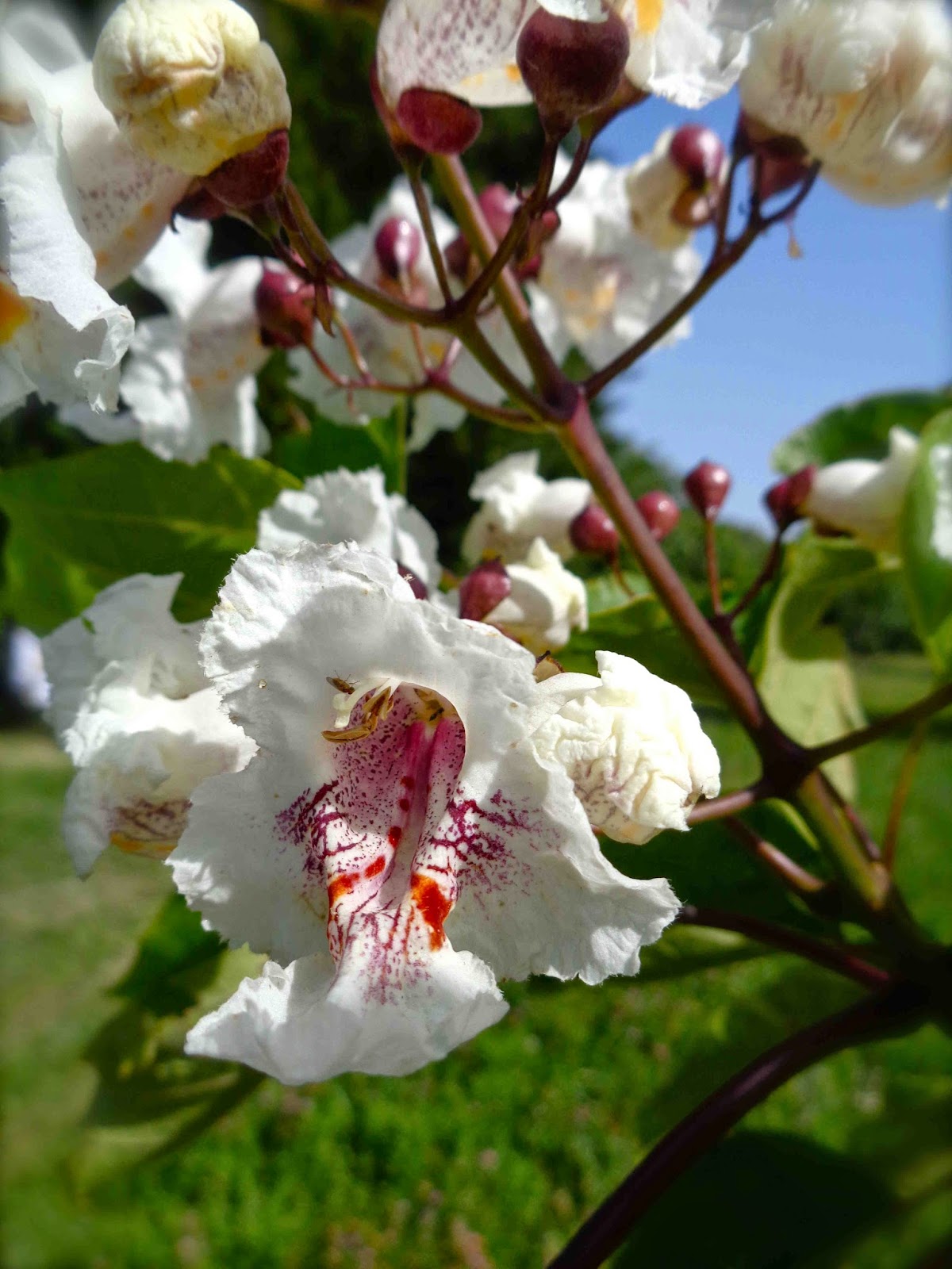 EDEN GARDEN: Fleurs de catalpa (signifie haricot en cherokee)