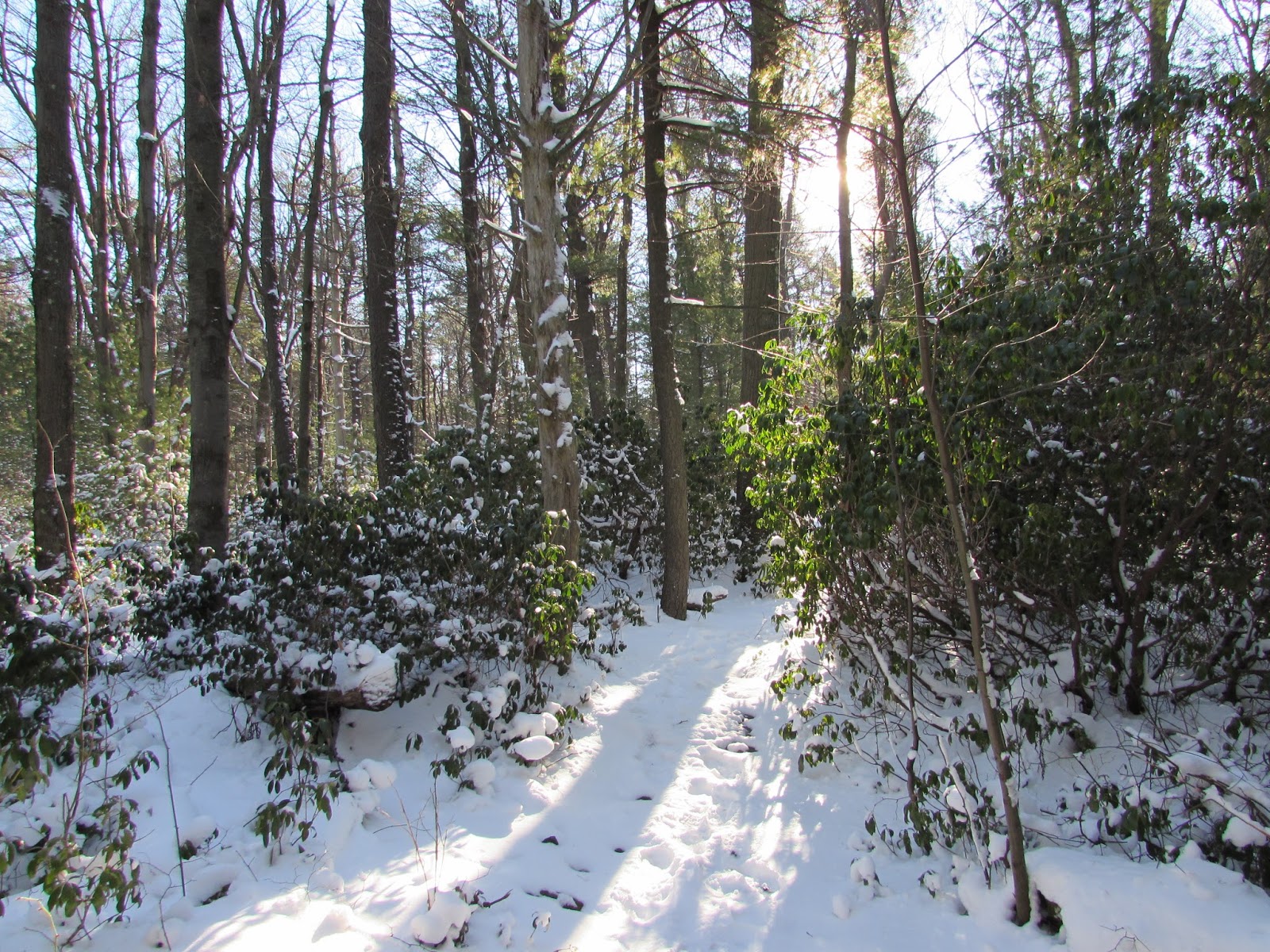 Wolf Rocks and Beam Rocks Overlook Hikes, Forbes State Forest, Somerset ...