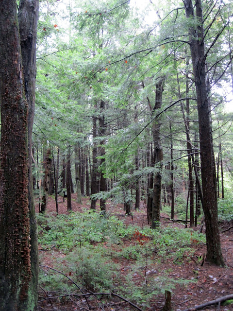 RavenWood Forest: Whirling Water and Tinkling Drops