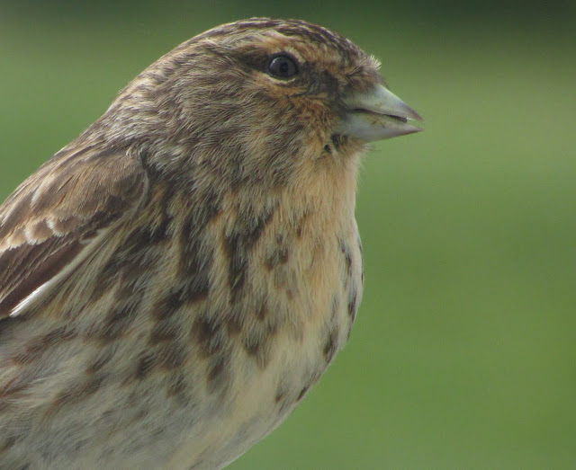 Fair Isle: Birds for the past few days & a few new Lambs.