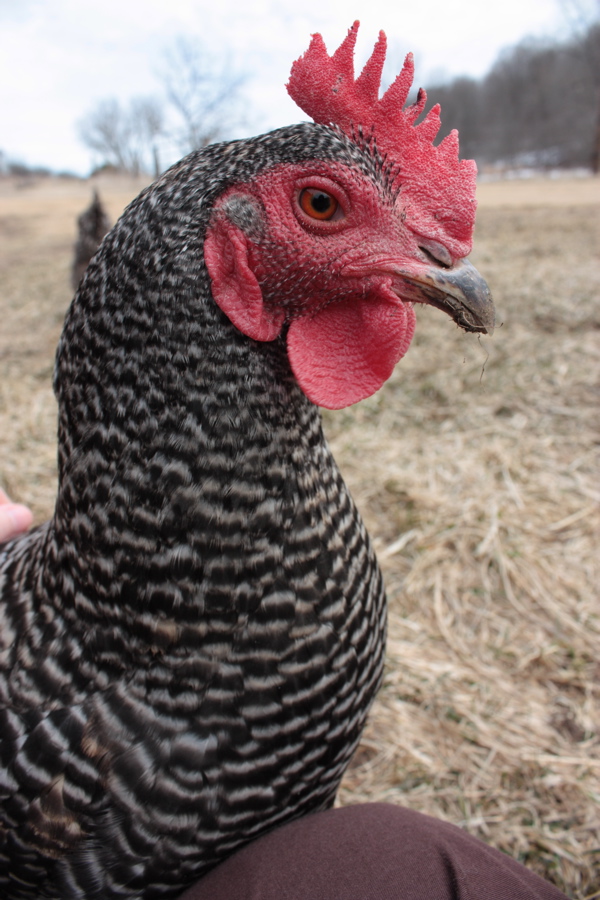 Ba-Gawks: Awkward Chicken Files: Close Ups