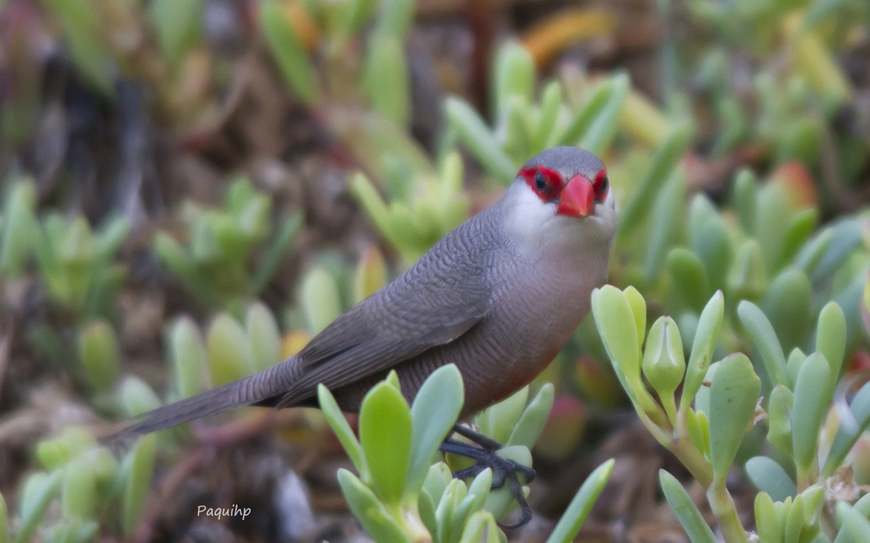 Paqui.blog de naturaleza: PICO DE CORAL COMÚN. ASTRILDA COMÚN.