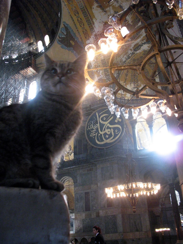 ORTHODOX CHRISTIANITY THEN AND NOW: The Pious Cat of Hagia Sophia