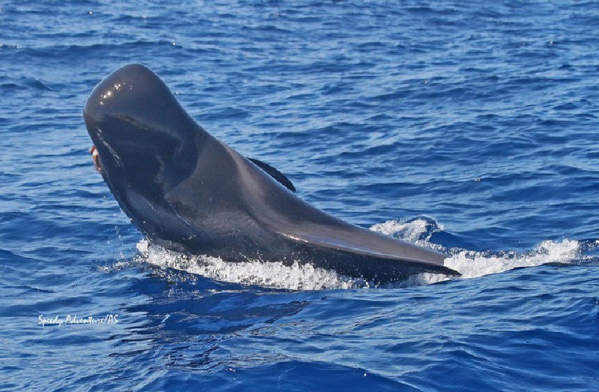 ÉRIKA MODA: CALDERÓN COMÚN Y TROPICAL (Globicephala melas y macrorhynchus)