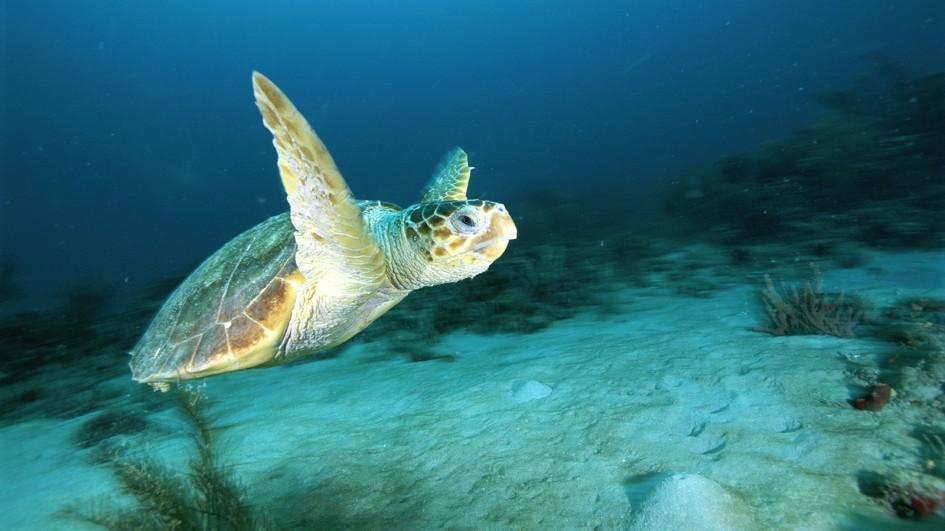 Blog Post #8: Loggerhead Sea Turtles