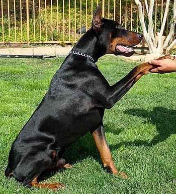 PERROS GUARDIANES: NUEVO PERRO GUARDIÁN