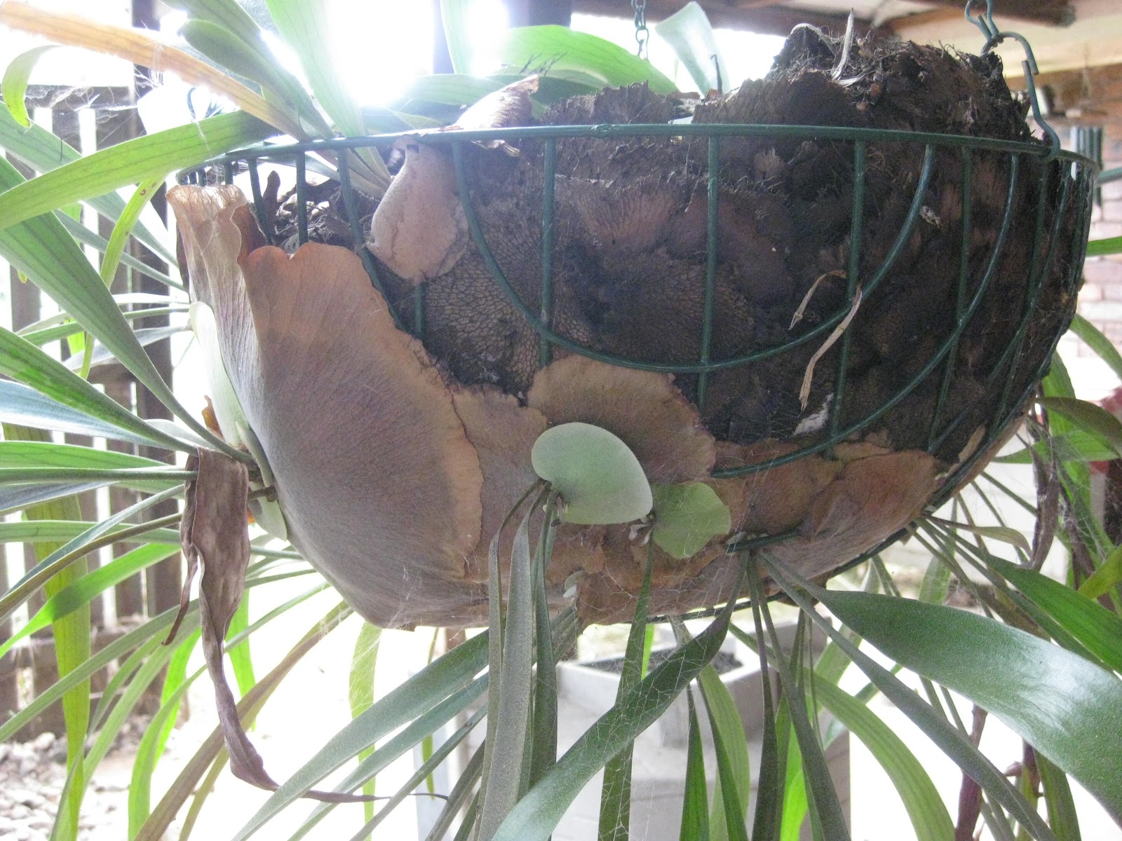 kae's bloodnut blog: Elk Horn fern - updated