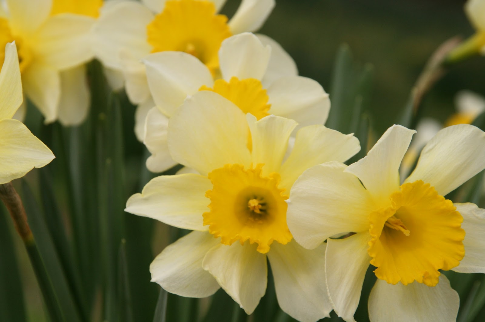 Trulybess: The trip to the daffodil field was a success