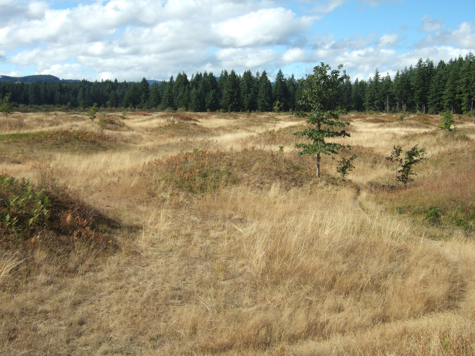 Reading the Washington Landscape: Geologic Pilgrimage: Mima Mounds