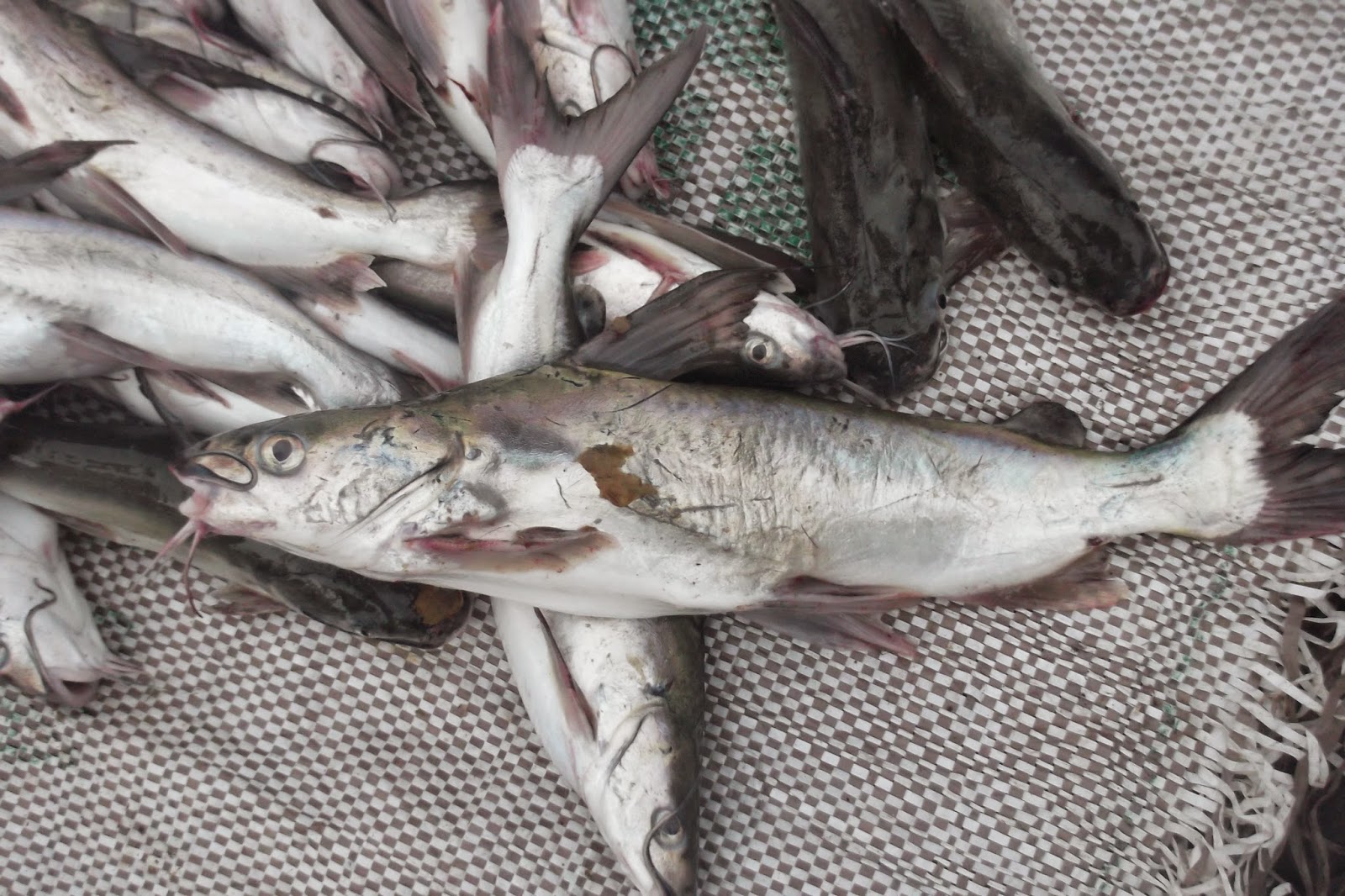 NEGOMBO SEAFOODS: GODAYA