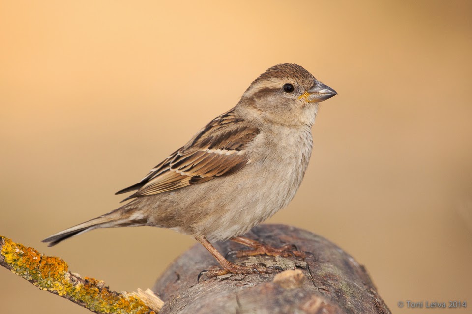 Naturaleza en imágenes: Día Mundial del Gorrión (World Sparrow Day)