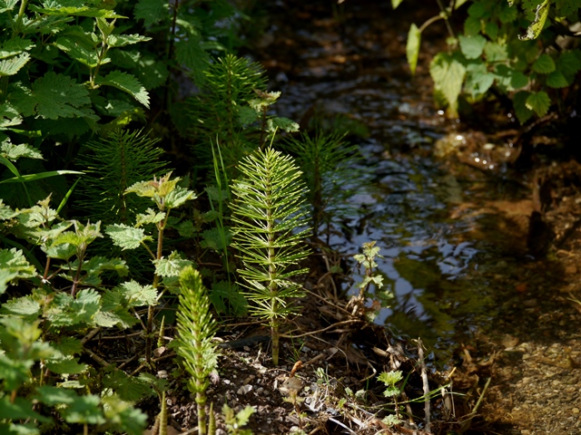 Instantes botánicos: Equisetum telmateia