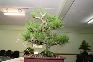 Wagga Wagga Bonsai Society