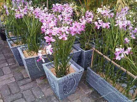 Anggrek Vanda Douglas