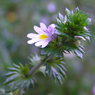 Backyard Patch Herbal Blog: Eyebright - Herb of the Week