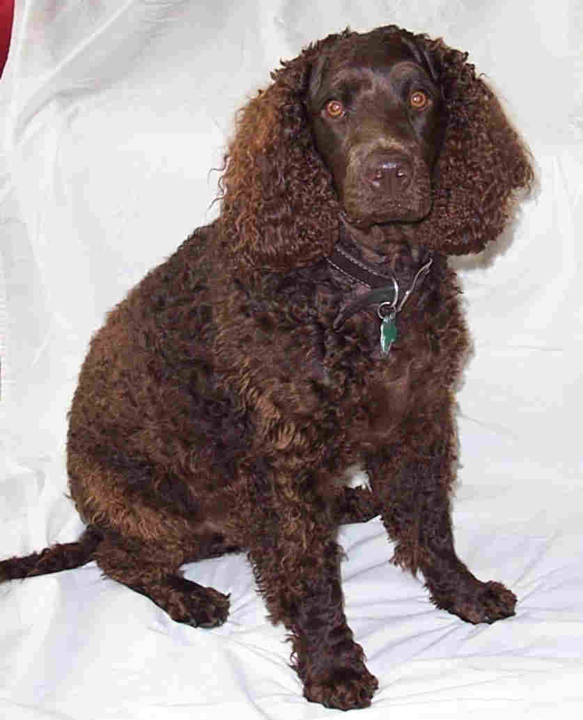 American Water Spaniel (AWS) Dog Breeders Profiles and Pictures | Dog ...