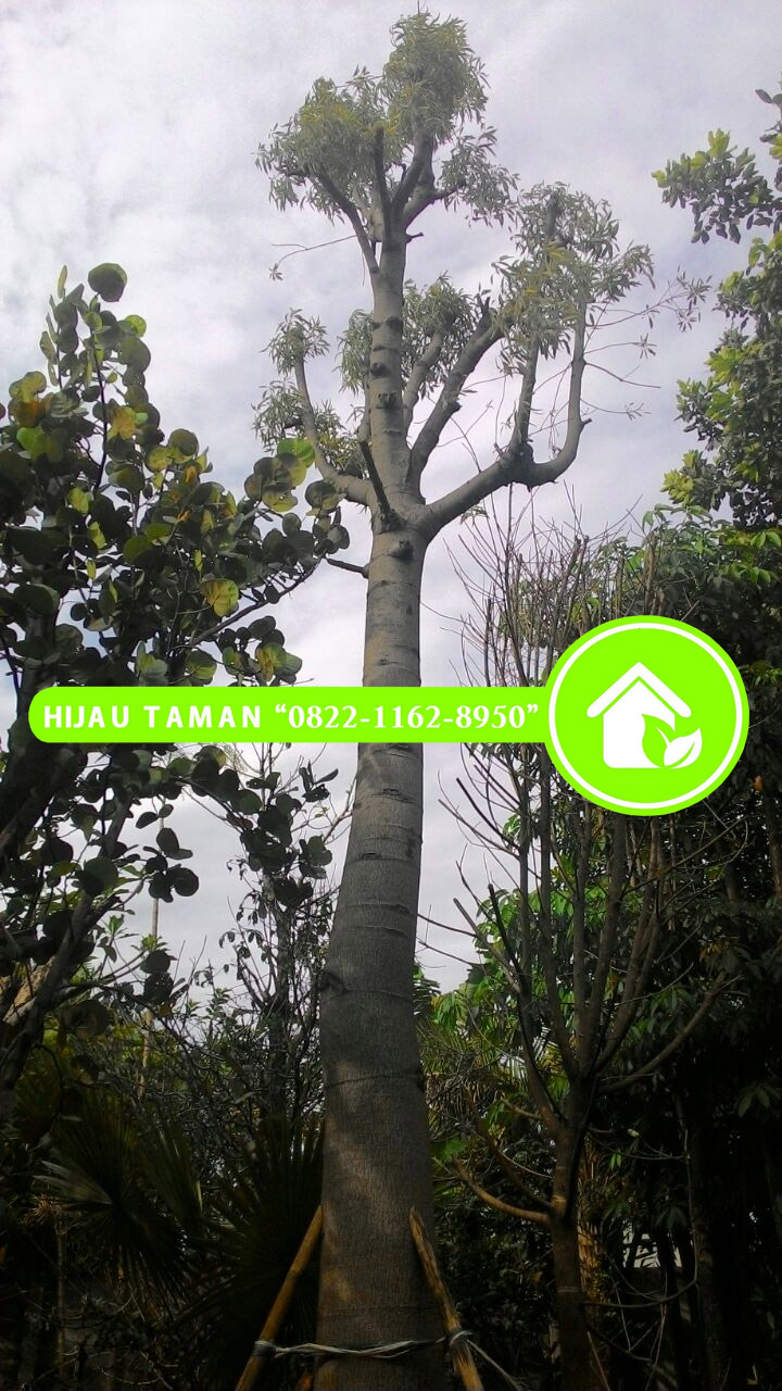 JUAL POHON BOTTLE TREE | TANAMAN MAHAL | POHON MAHAL | TANAMAN MEWAH ...