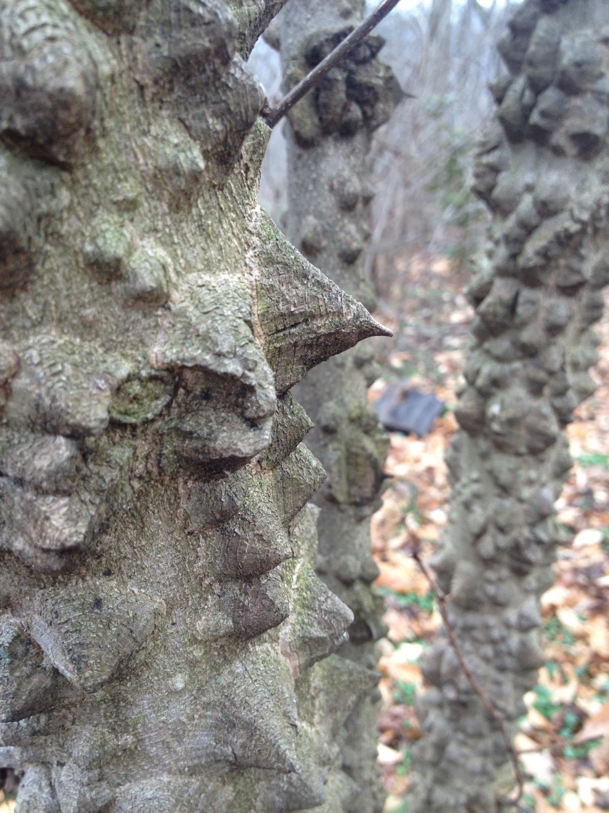 PHILLY TREES: NATURE'S FIRST GREEN