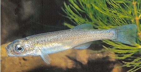 Artes de Pesca: CYPRINODONTIFORMES