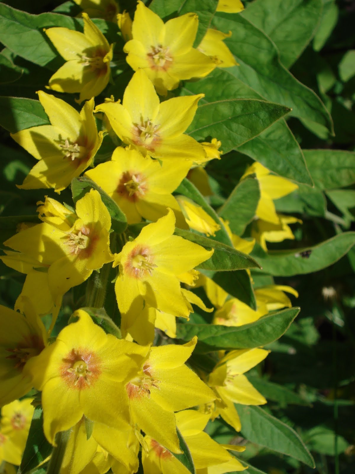 Villitystä Savonlinnan seudulla: Tarha-alpi ja ukonkello, vanhan ajan ...