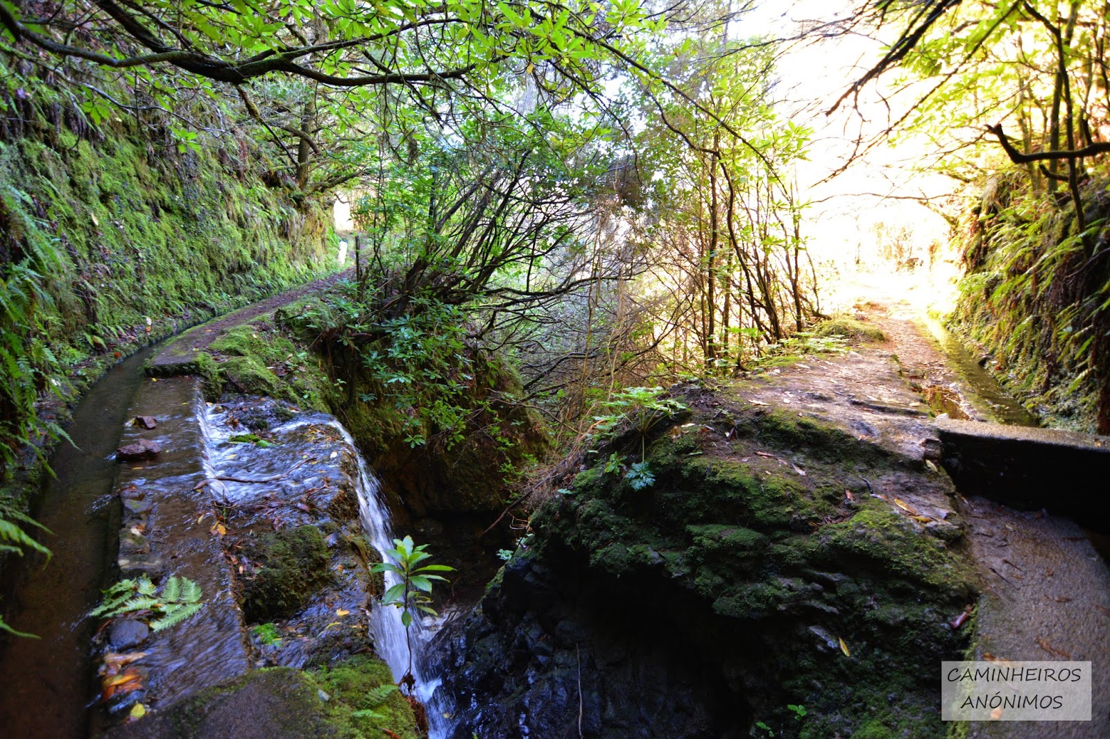 Caminheiros Anónimos Levadas da Madeira : Levada Grande (Achadas da Cruz)