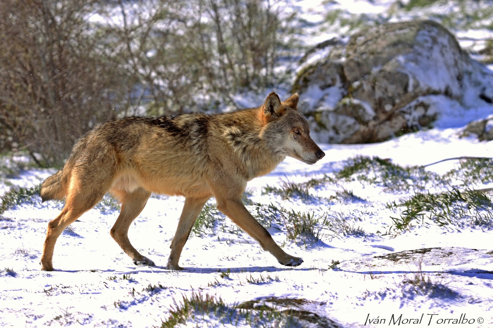 Lobo Ibérico (Canis lupus signatus) SOS: maio 2020