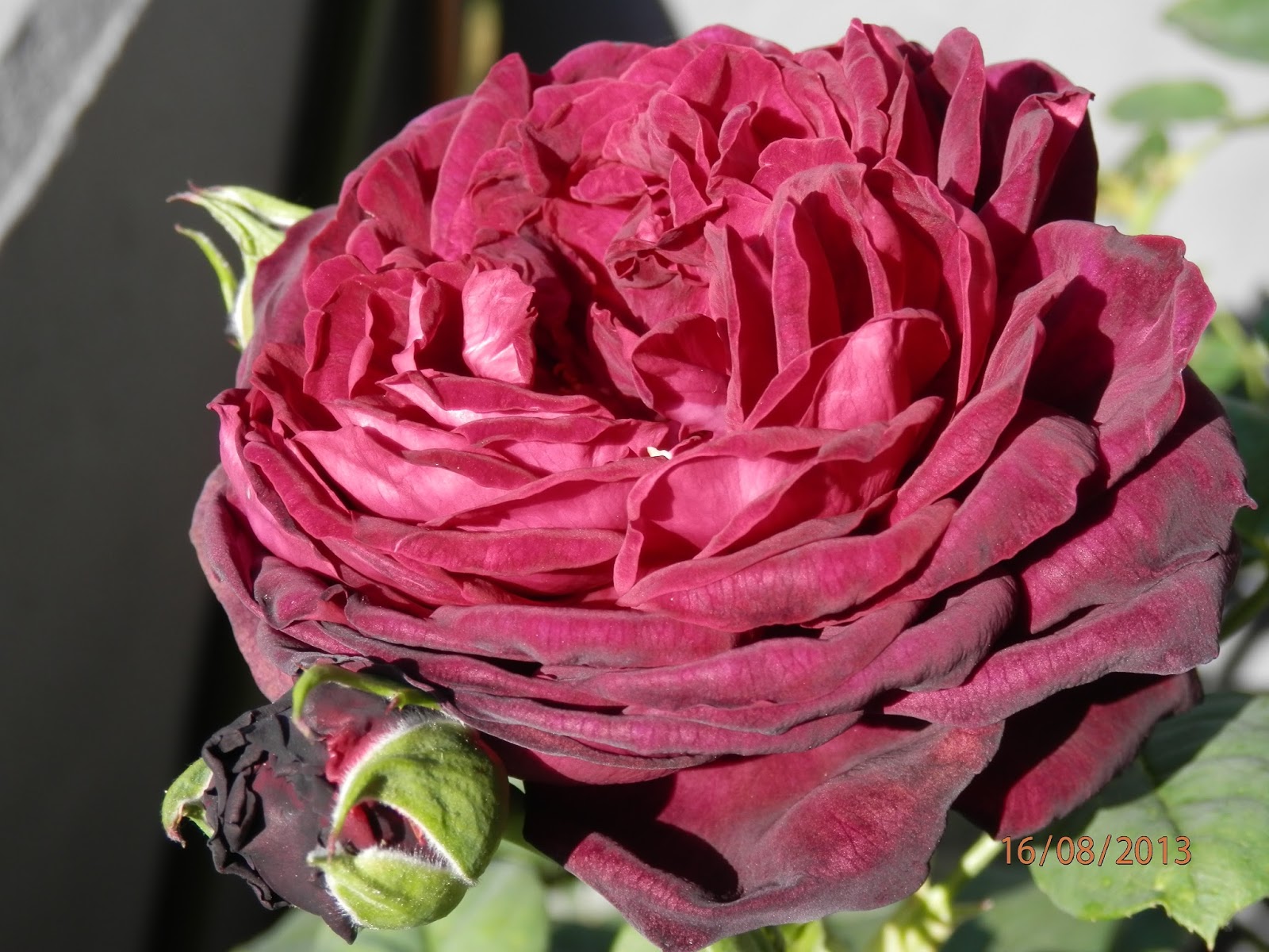 My Second Trial: Rose "Astrid Gräfin von Hardenberg"