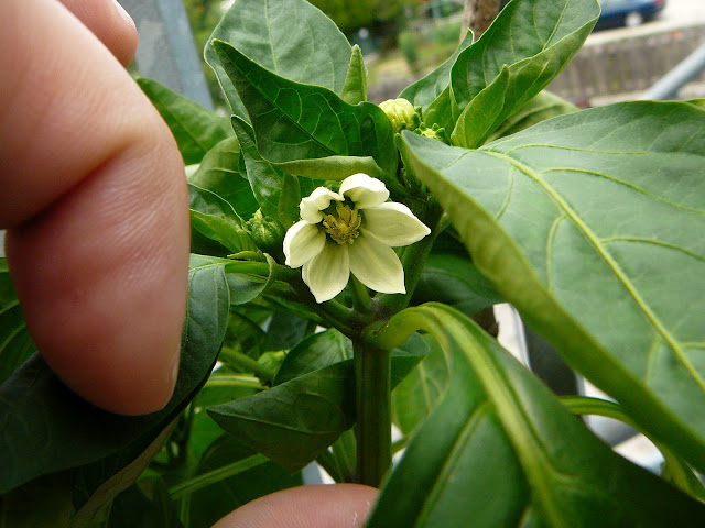 My Apartment Garden: Sweet Pepper