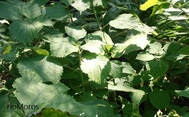 RAMIO: Boehmeria nivea | Plantas rioMoros
