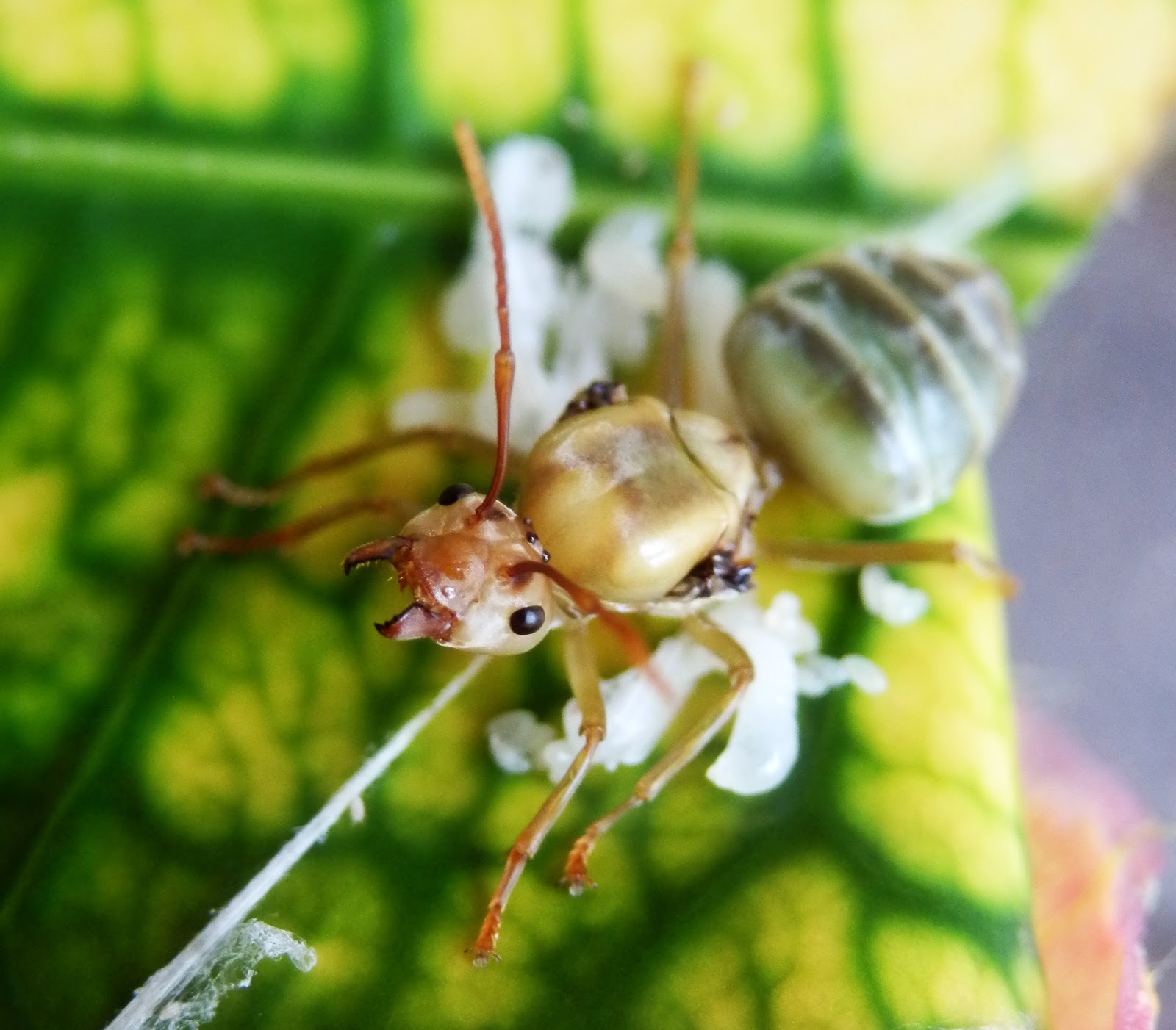 News from Coquette Point: February 2013