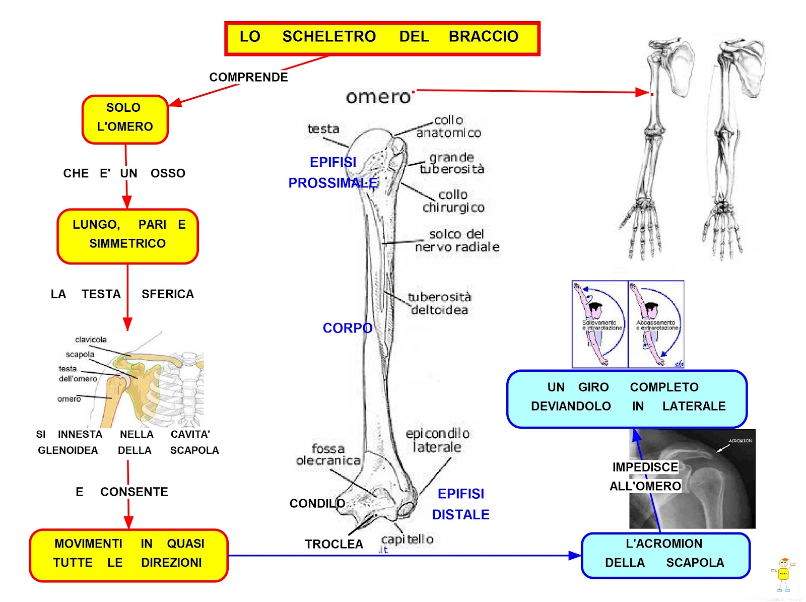 MAPPER: SCHELETRO DEL BRACCIO