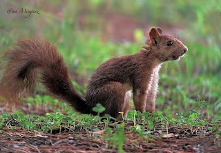 NATURANAFOTOS: Ardilla roja
