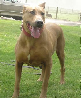 MorsoRosso: Canis Panther ("il cane pantera")