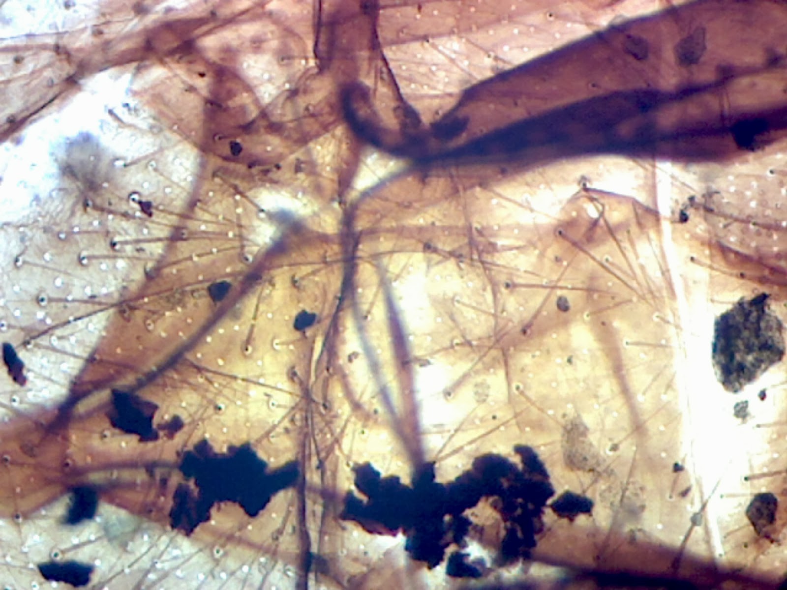 Biology Photos: Honey Bee mouth