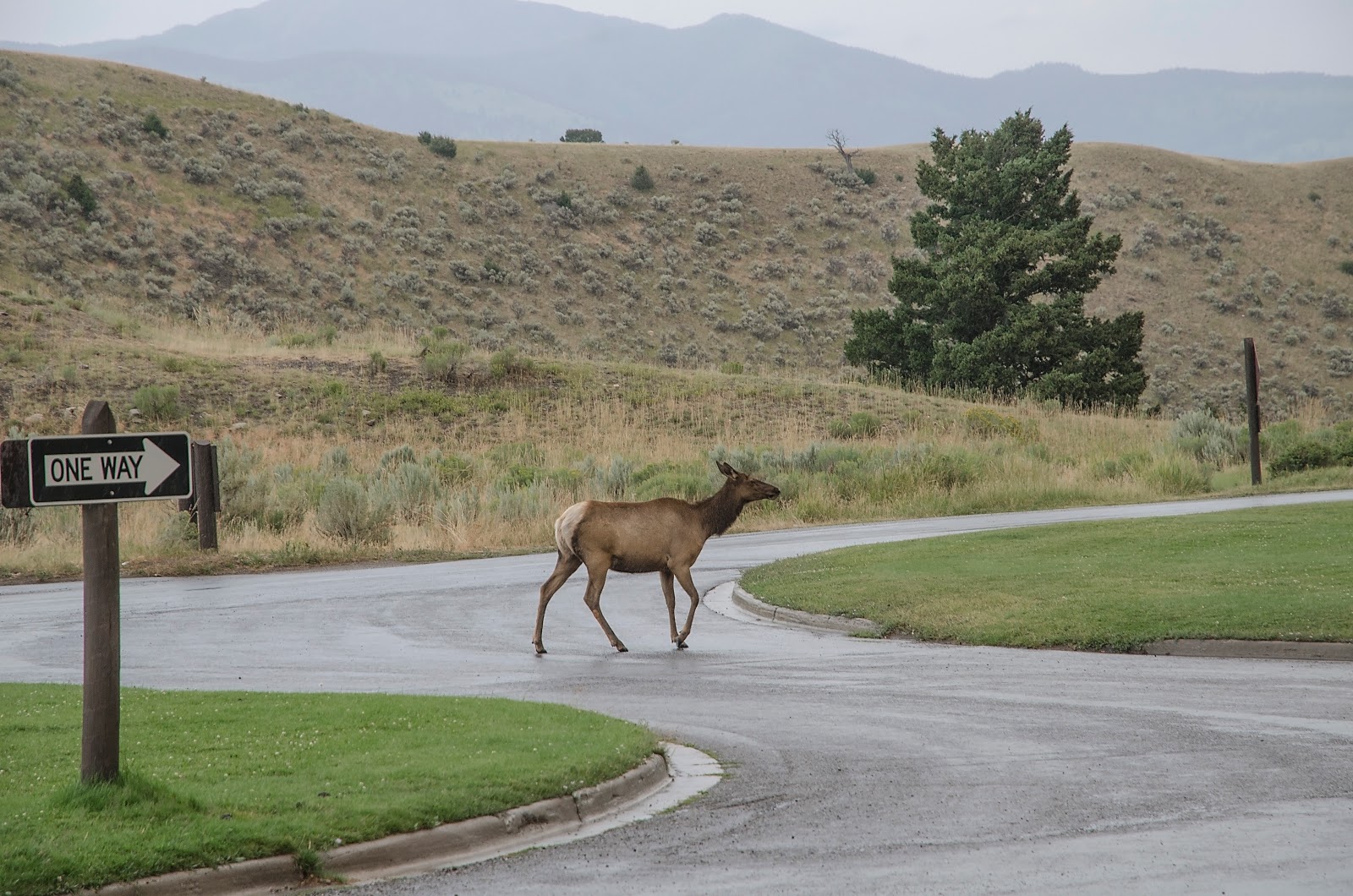 Я і моє життя: Національний парк "Єллоустон" (Yellowstone National Park)