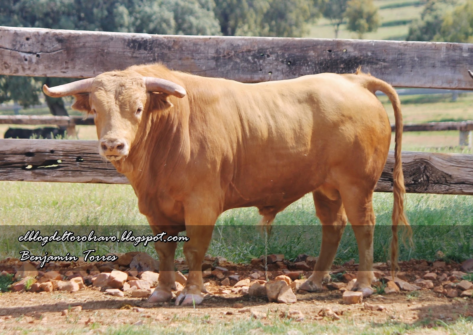 El Blog del toro bravo.: El Montecillo. Dos corridas y un único ...