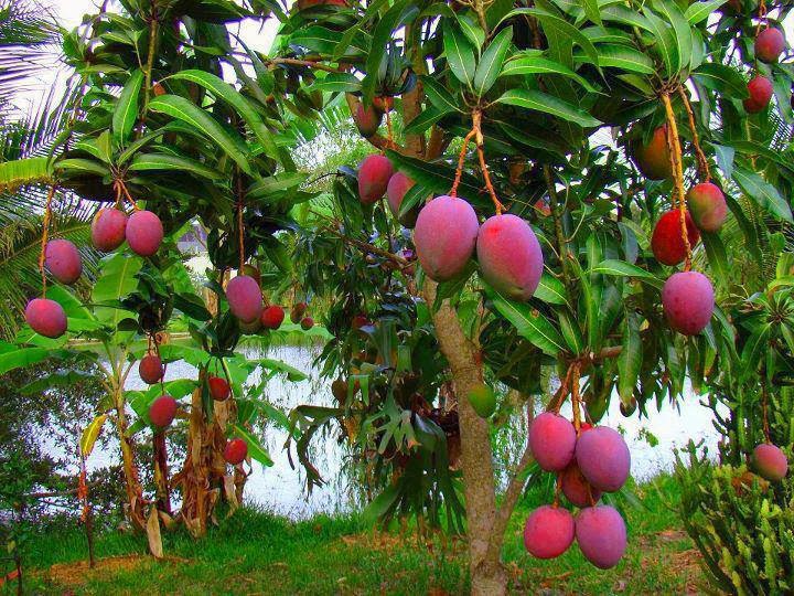 Criações Divinas: ÉPOCA DE MANGA COM FARTURA , UM FRUTO DOCE E SAUDÁVEL.