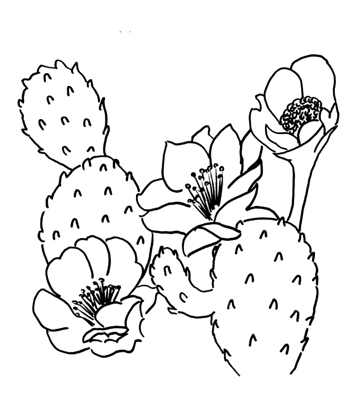universul copiilor: Imagini de colorat cactus
