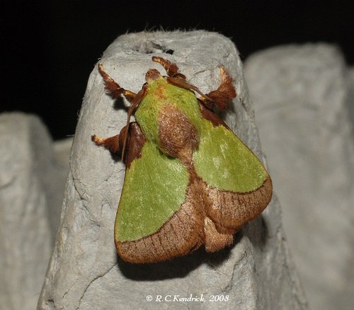 Membangun Perkebunan Kelapa Sawit: Hama Ulat Api Parasa Lepida