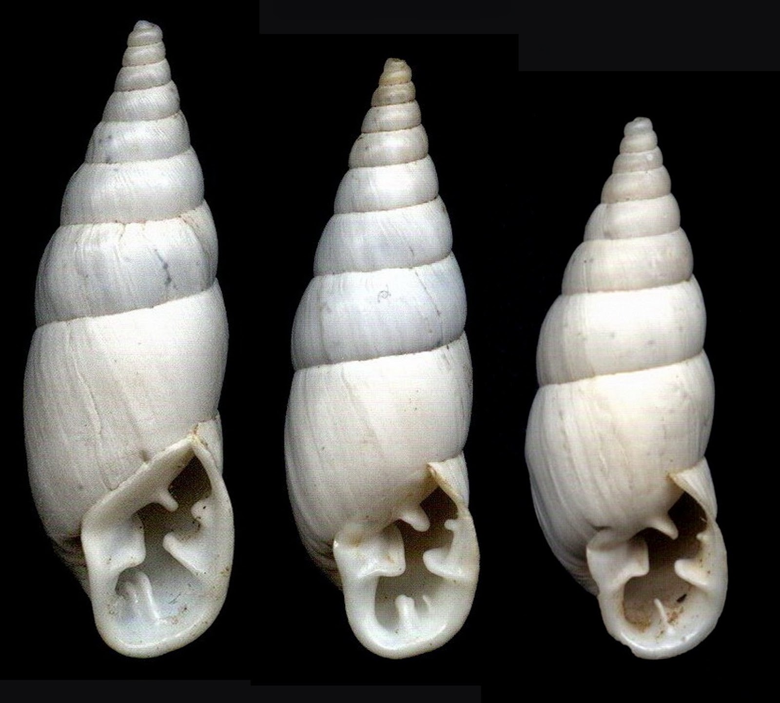 Moluscos terrestres de Argentina: Spixia subsexdentata (Doering, 1875)