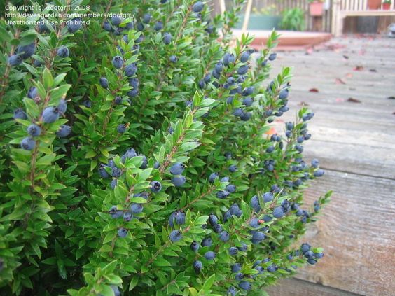 60.Mirtul(Myrtus communis) ~ Tratamente naturiste