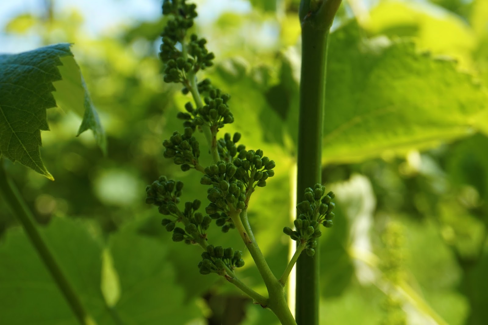 Lake Garda holiday activities - Tales of Annie Bean | Travel, Fitness ...