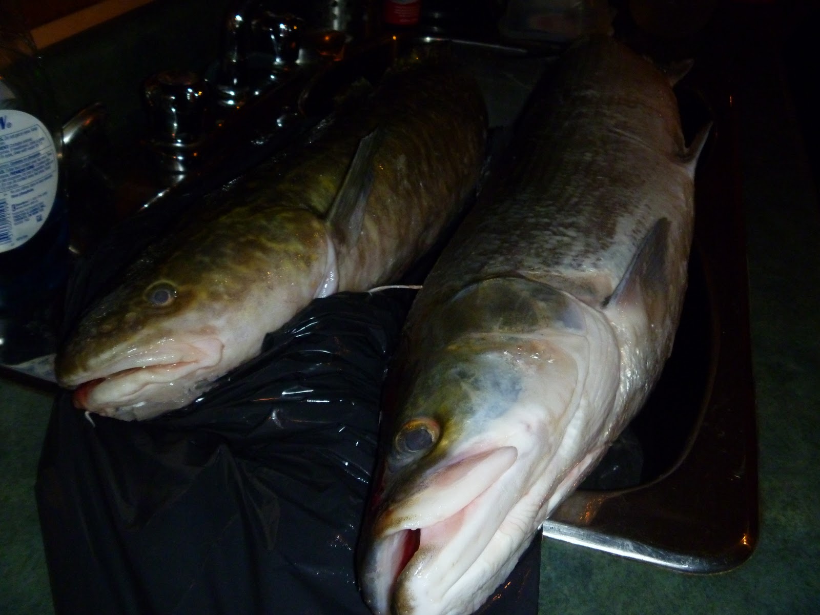 arctic marrow: Snotty Fish and Green Grouse