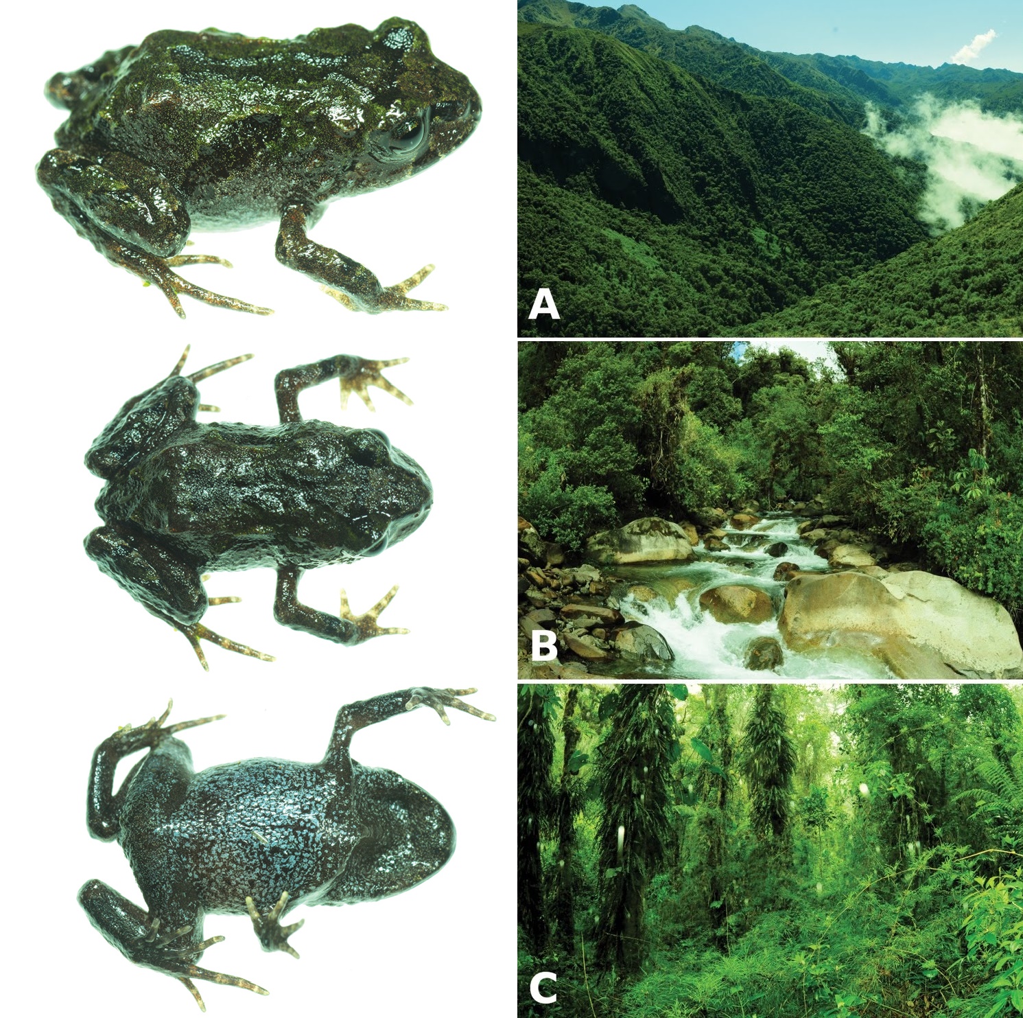 Species New to Science: [Herpetology • 2017] Bryophryne phuyuhampatu ...