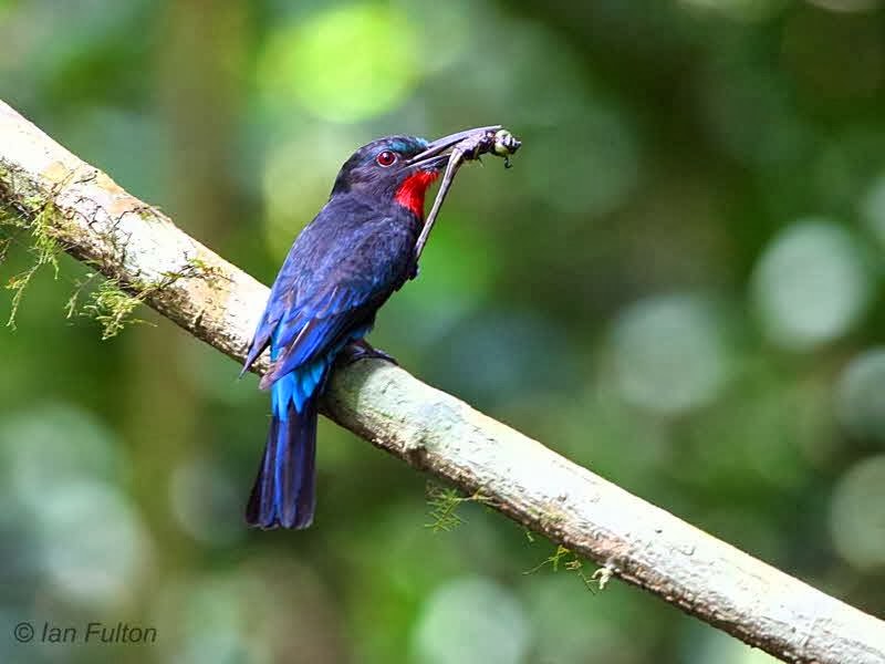 Tierra de Calaos y del Martín pescador: Abejaruco negro (Merops gularis)