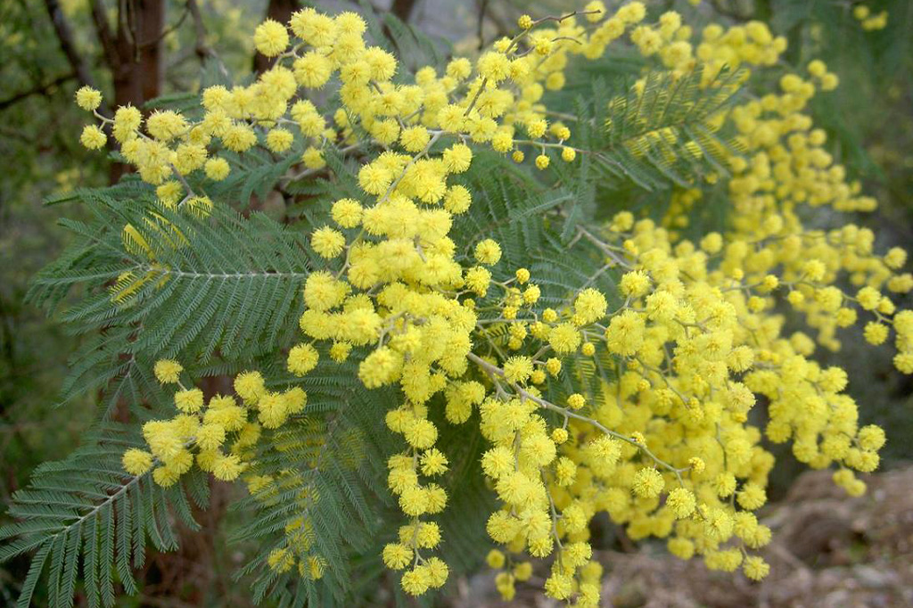 Flores y árboles: Mimosa (Acacia dealbata)