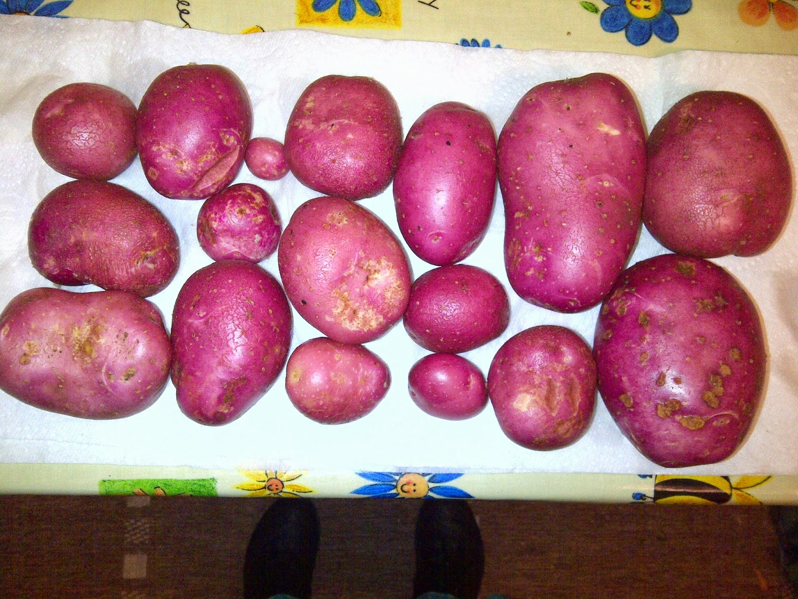 Square Sparrow: Why nothing goes to waste on Swiss farms